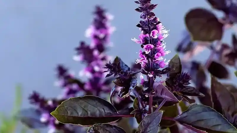 Mor Reyhan Çayı Nasıl Yapılır, Faydaları Nelerdir?